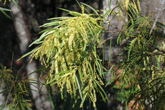 Acacia floribunda | NB Plant Areas