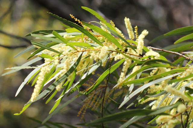 Acacia floribunda | NB Plant Areas