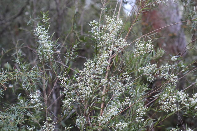 Logania albiflora | NB Plant Areas