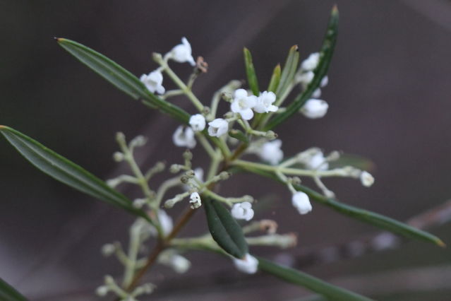 Logania albiflora | NB Plant Areas