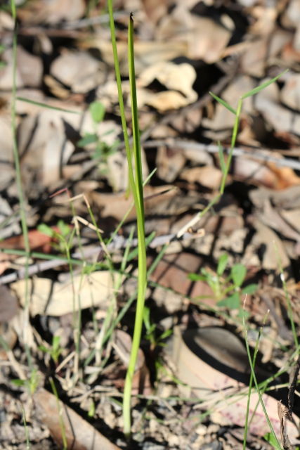 Microtis | NB Plant Areas
