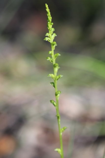 Microtis | NB Plant Areas