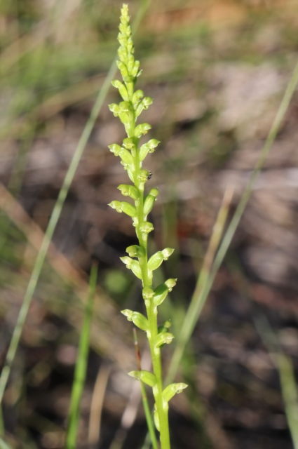 Microtis | NB Plant Areas
