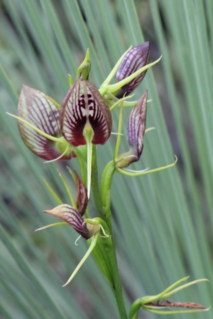 Cryptostylis erecta | NB Plant Areas