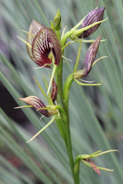Cryptostylis erecta | NB Plant Areas