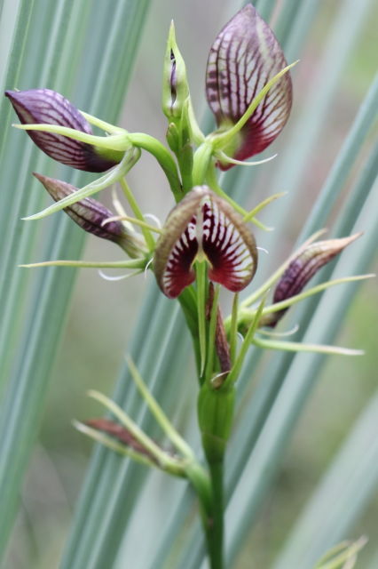 Cryptostylis erecta | NB Plant Areas