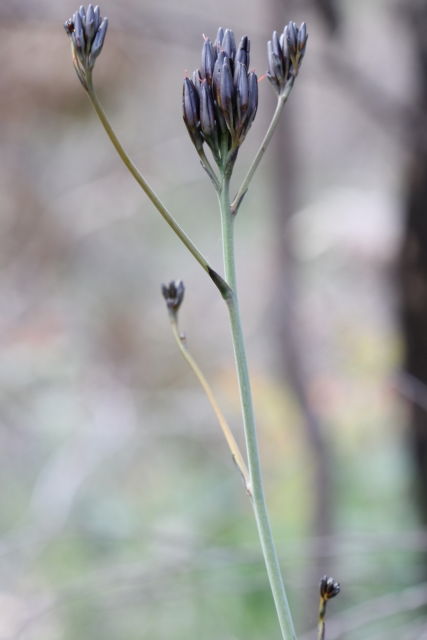 Haemodorum planifolium | NB Plant Areas
