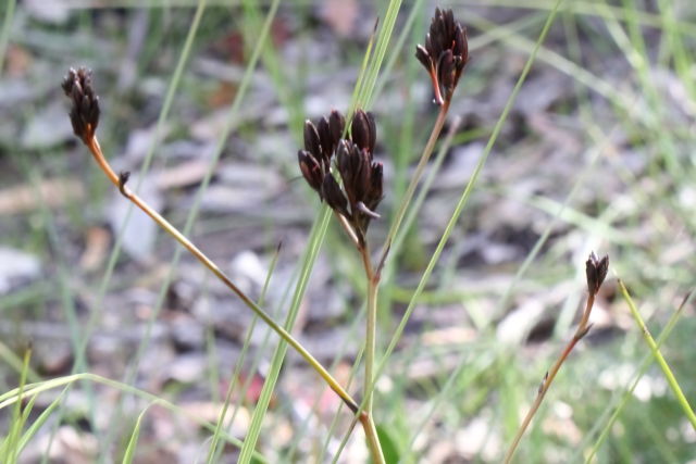 Haemodorum planifolium | NB Plant Areas