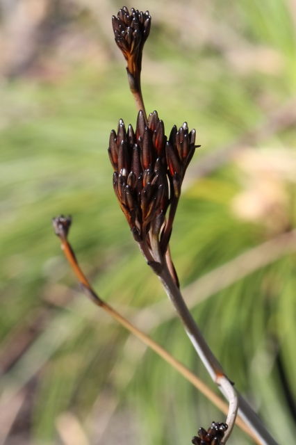 Haemodorum planifolium | NB Plant Areas