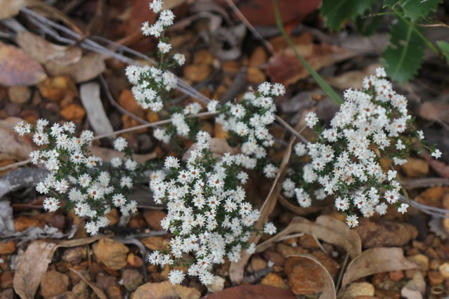 Cryptandra amara | NB Plant Areas