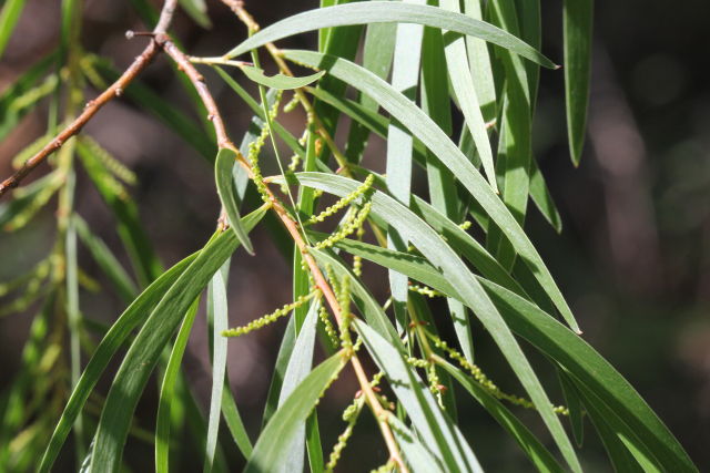 Acacia floribunda | NB Plant Areas
