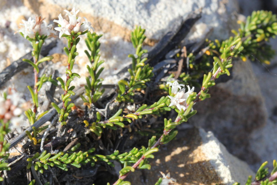 Cryptandra ericoides | NB Plant Areas