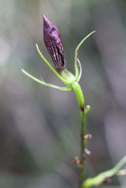 Cryptostylis erecta | NB Plant Areas