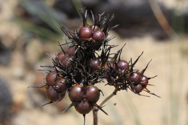 Haemodorum corymbosum | NB Plant Areas