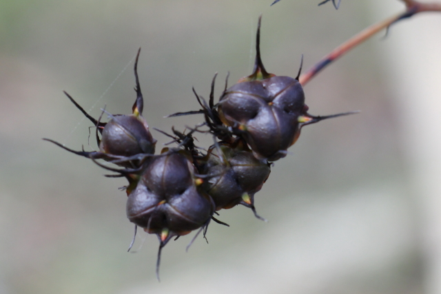 Haemodorum planifolium | NB Plant Areas