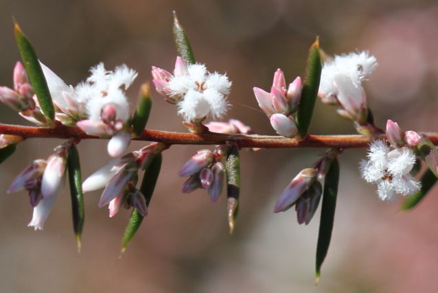Leucopogon ericoides | NB Plant Areas