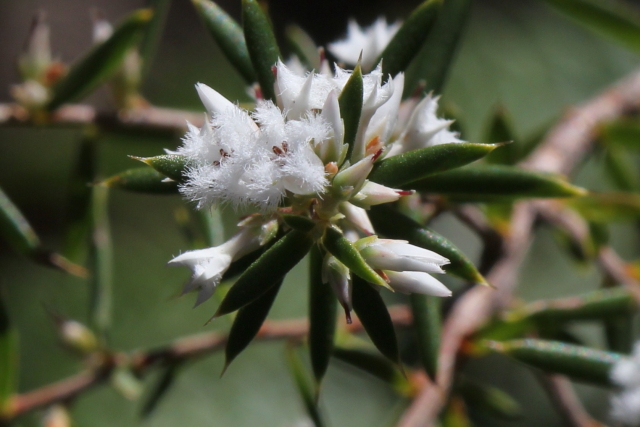 Leucopogon ericoides | NB Plant Areas