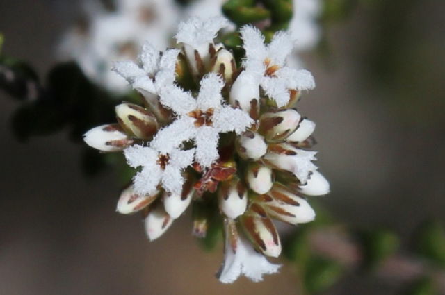Leucopogon microphyllus | NB Plant Areas
