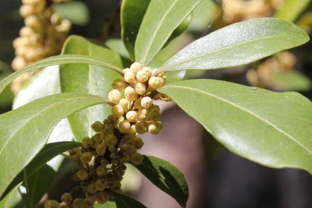 Myrsine variabilis | NB Plant Areas