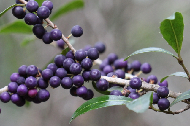 Myrsine variabilis | NB Plant Areas