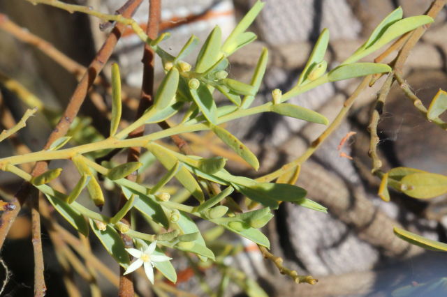 Olax stricta | NB Plant Areas