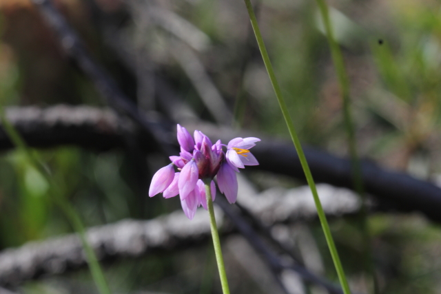 Sowerbaea juncea | NB Plant Areas