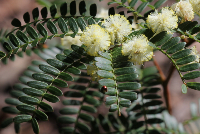 Acacia terminalis | NB Plant Areas