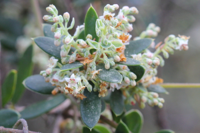 Monotoca elliptica | NB Plant Areas