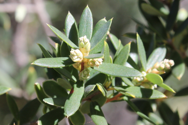 Monotoca elliptica | NB Plant Areas