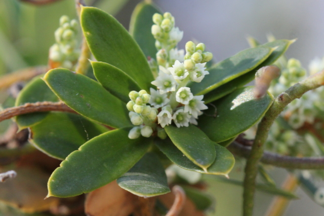 Monotoca elliptica | NB Plant Areas