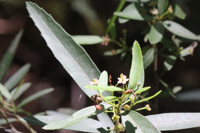 Maytenus silvestris | NB Plant Areas