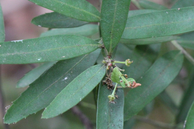 Maytenus silvestris | NB Plant Areas