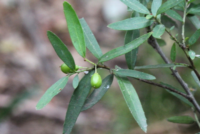 Maytenus silvestris | NB Plant Areas