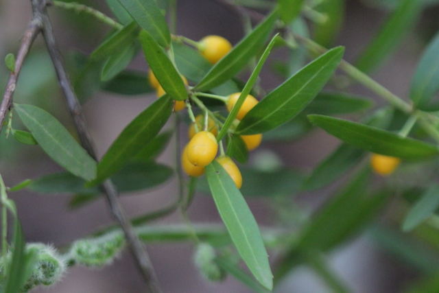 Maytenus silvestris | NB Plant Areas