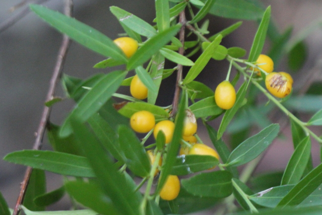 Maytenus silvestris | NB Plant Areas