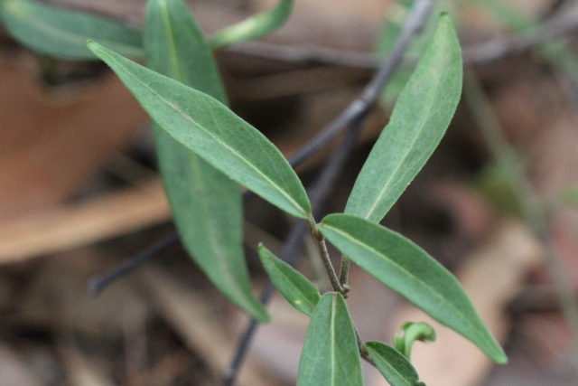 Maytenus silvestris | NB Plant Areas