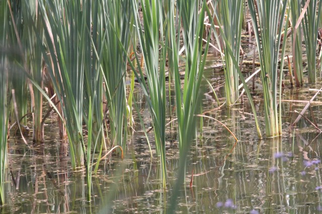 Typha orientalis | NB Plant Areas
