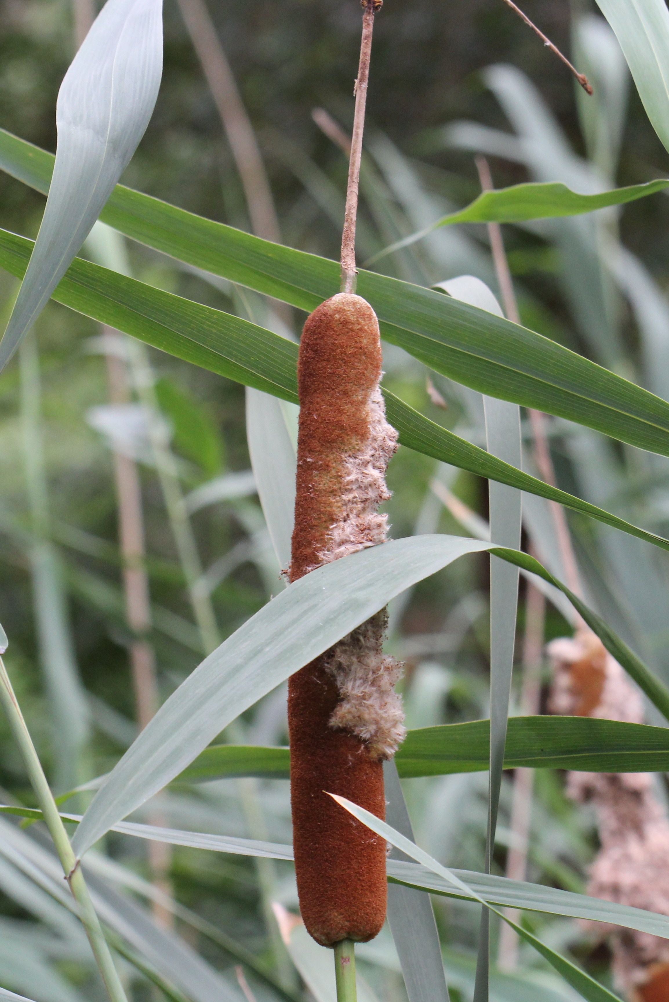 Typha orientalis | NB Plant Areas