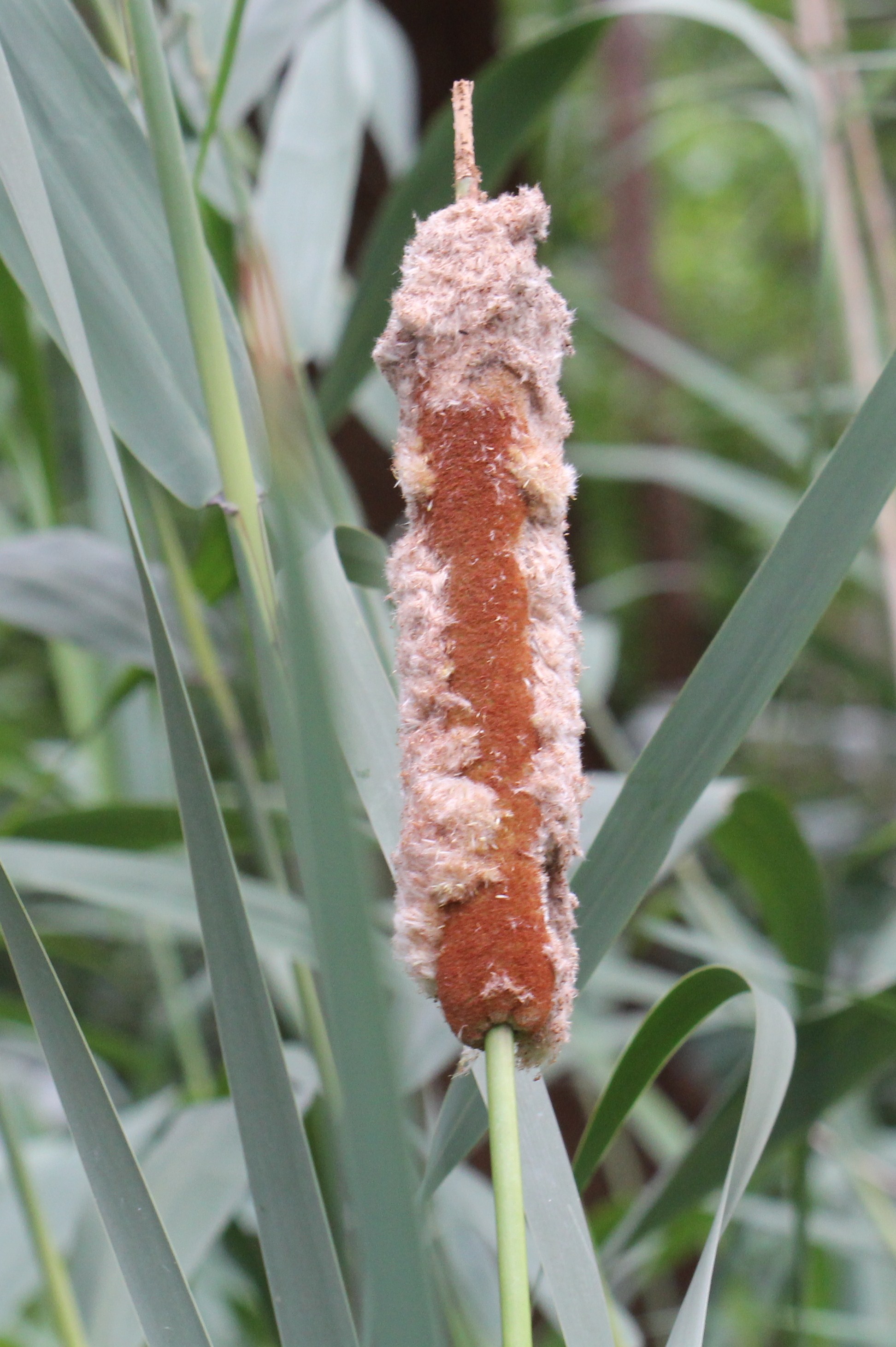 Typha orientalis | NB Plant Areas
