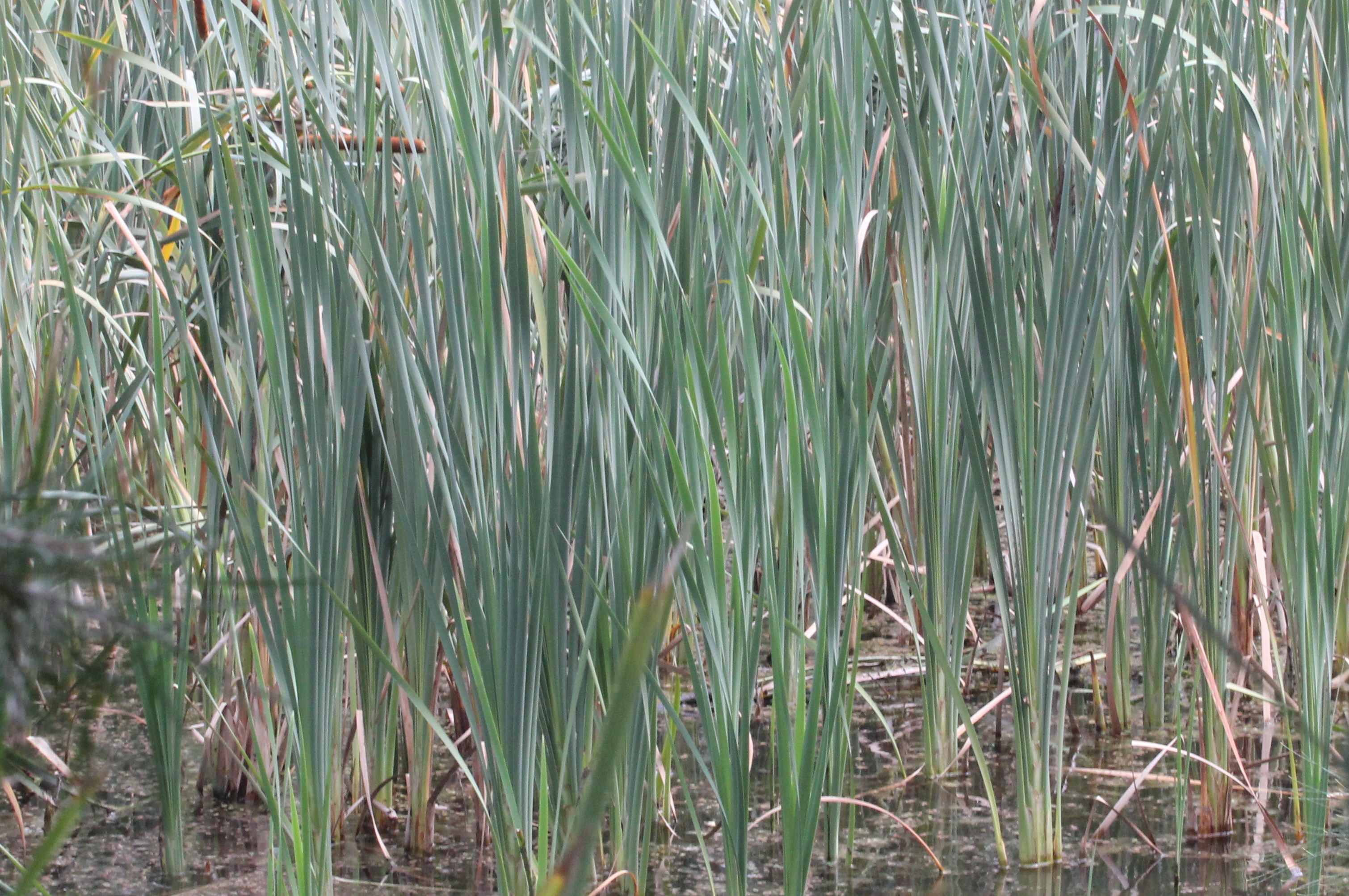 Typha orientalis | NB Plant Areas