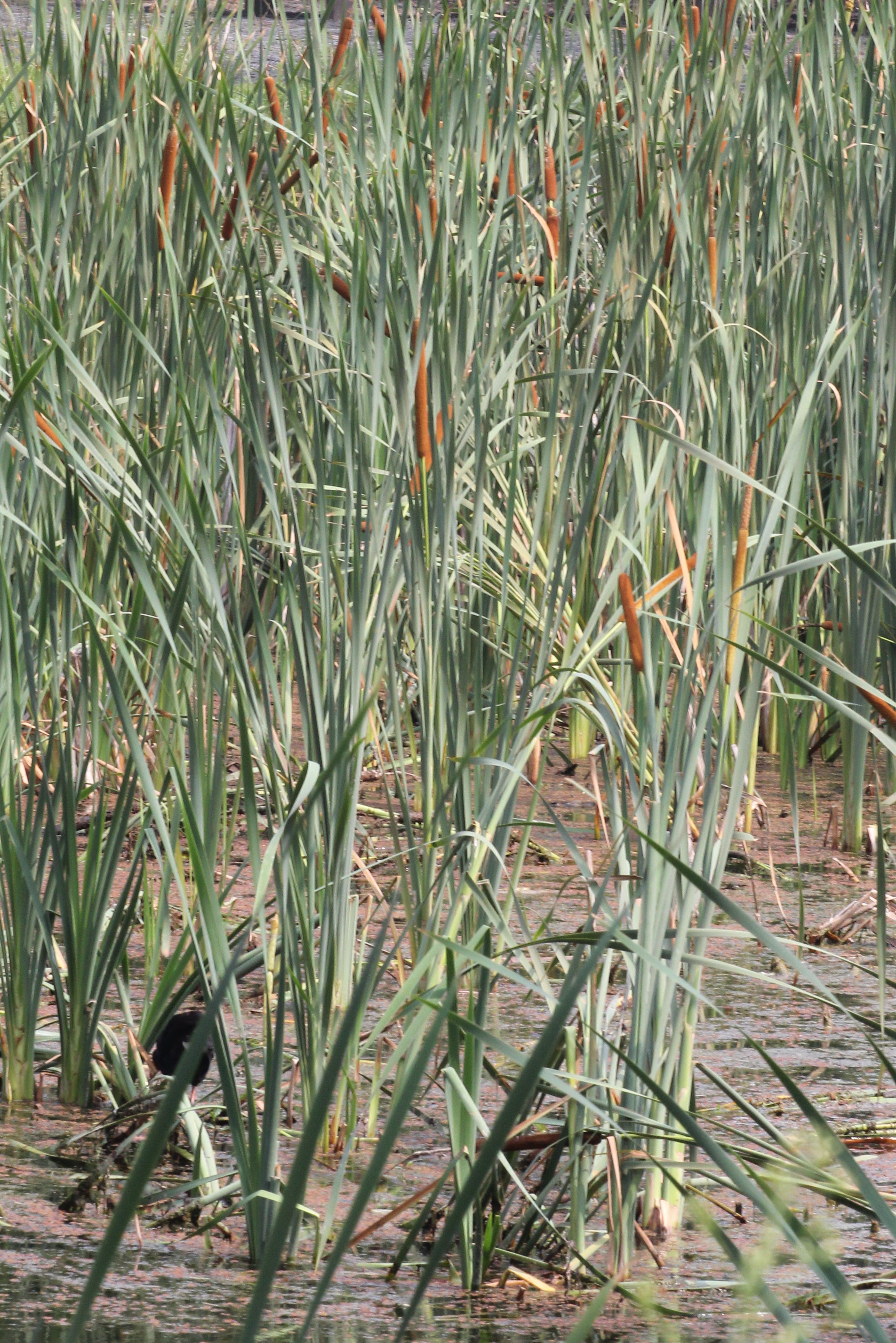 Typha orientalis | NB Plant Areas