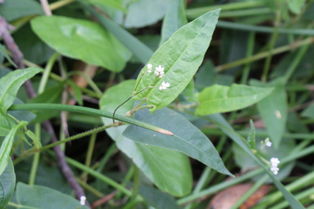 Persicaria strigosa | NB Plant Areas