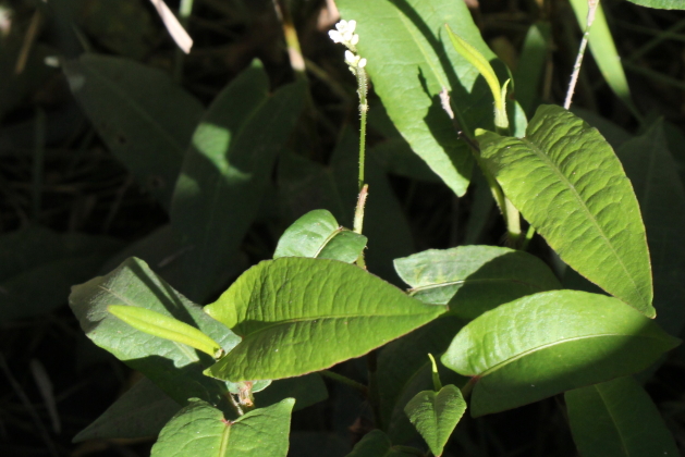 Persicaria strigosa | NB Plant Areas