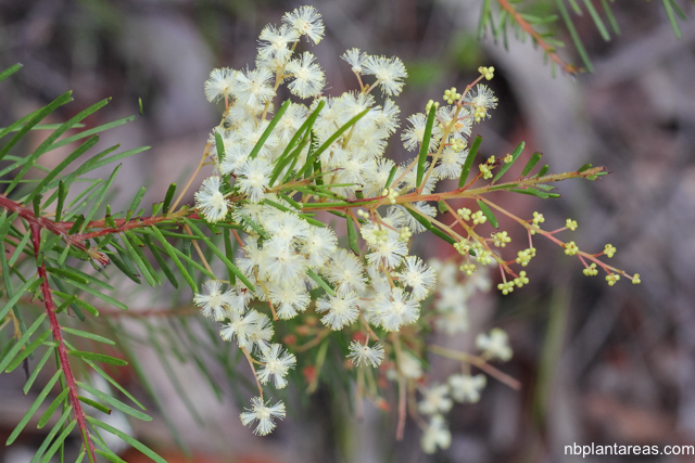 Acacia linifolia | NB Plant Areas