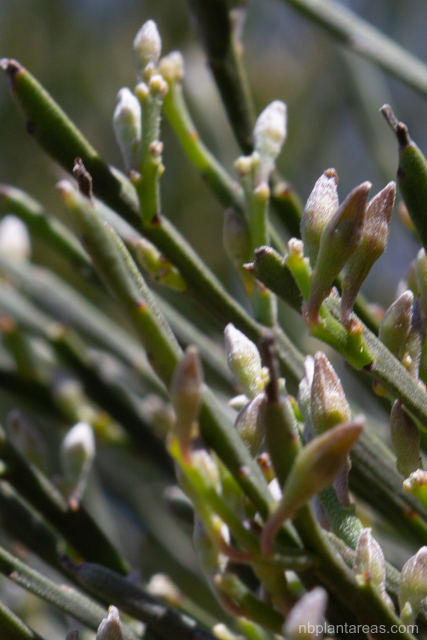 Jacksonia scoparia | NB Plant Areas