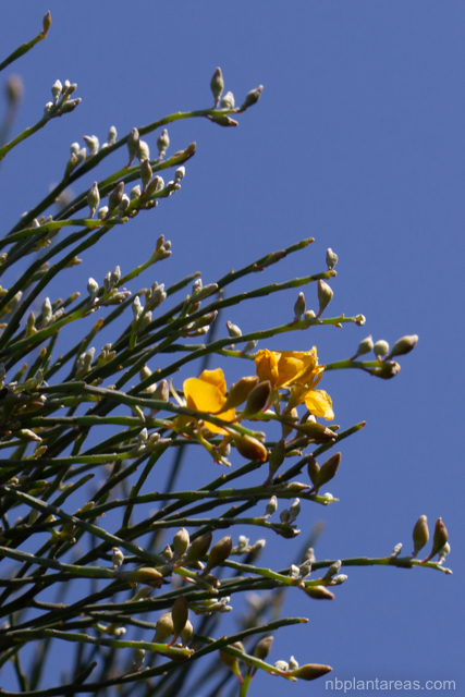 Jacksonia scoparia | NB Plant Areas