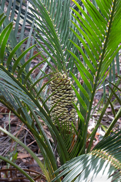 Macrozamia communis | NB Plant Areas