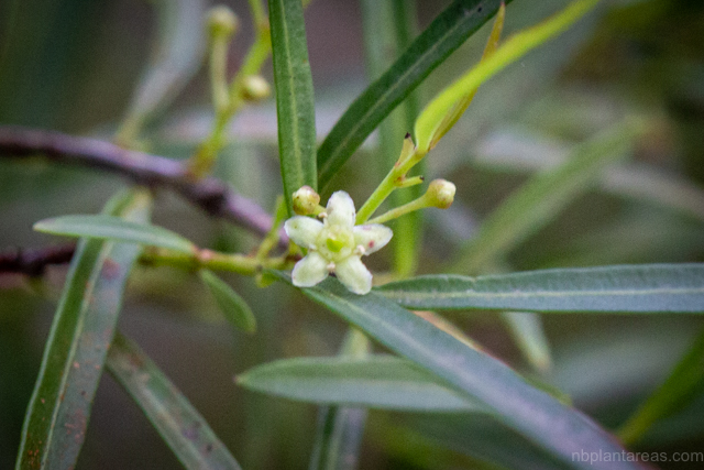 Maytenus silvestris | NB Plant Areas