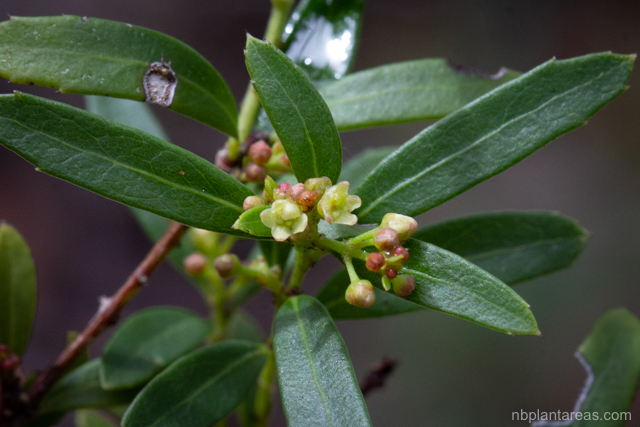 Maytenus silvestris | NB Plant Areas