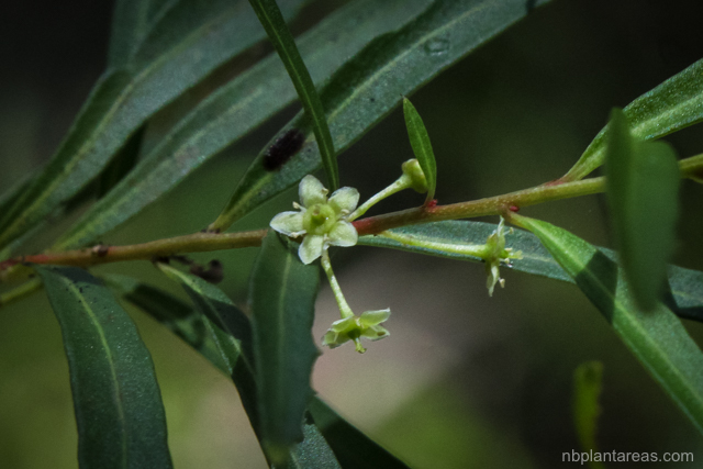 Maytenus silvestris | NB Plant Areas